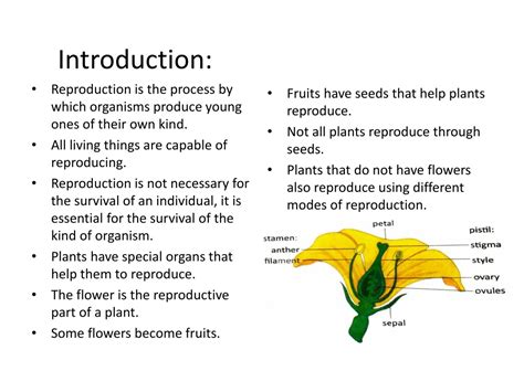 Ppt Ch 12 Reproduction In Plantsppt 1 Powerpoint Presentation