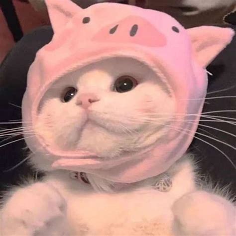 котики няшные Создать мем Meme