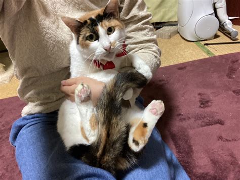 「猫と静かに暮らしたい人向」千葉県 猫の里親募集479990 5枚目の画像 ペットのおうち【里親決定25万頭！】