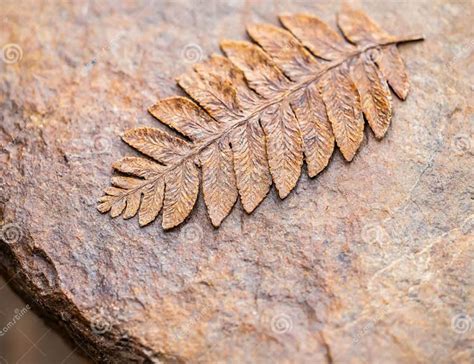 Fossilized Fern Leaf On Stone Surface Stock Illustration Illustration Of Fossil Ancient