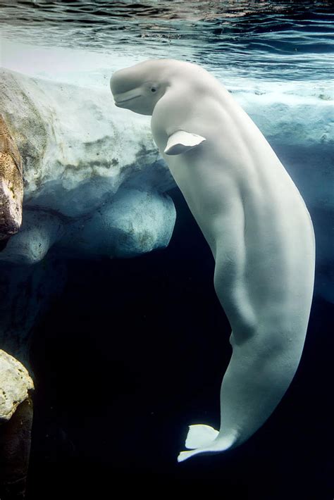 Beluga Rthedepthsbelow