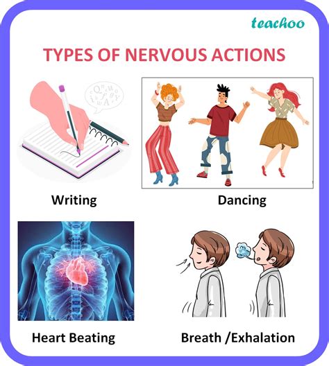Biology Class Types Of Nervous Actions With Examples Teachoo