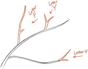 How To Draw A Tree Step By Step Image Guides