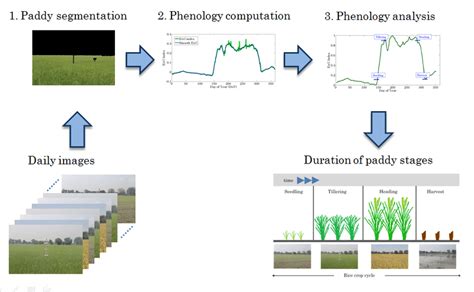 Diagram Of Image Analysis For Duration Of Paddy Stages Download
