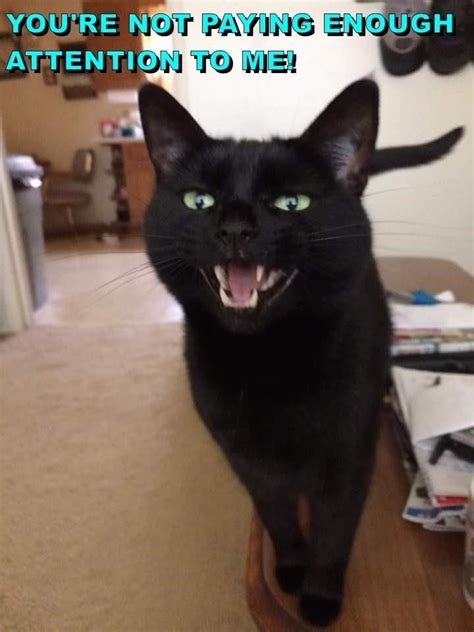 U Gots To Funny Cat Memes Collection