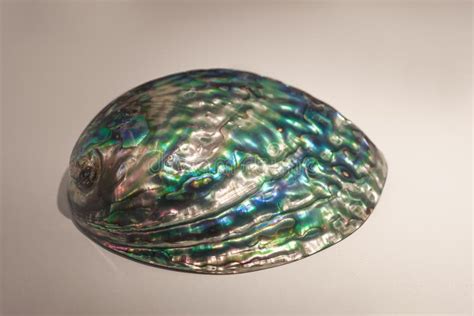 Rainbow Abalone Shell Stock Image Image Of Paua Purple 347562579