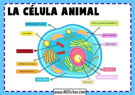 Partes De La Celula Las 23 Partes De Una Célula Y Sus Funciones Cnmz