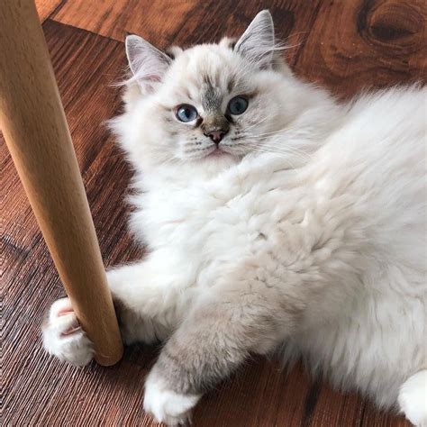 Lynx Point Ragdolls Vs Lynx Point Siberians CatsInfo