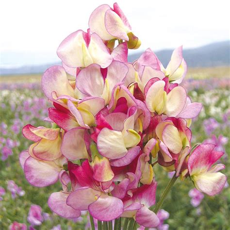 Sweet Pea Spanish Dancer Plants Galore