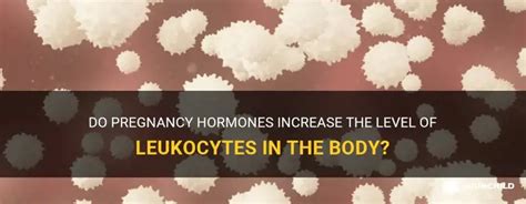 Do Pregnancy Hormones Increase The Level Of Leukocytes In The Body