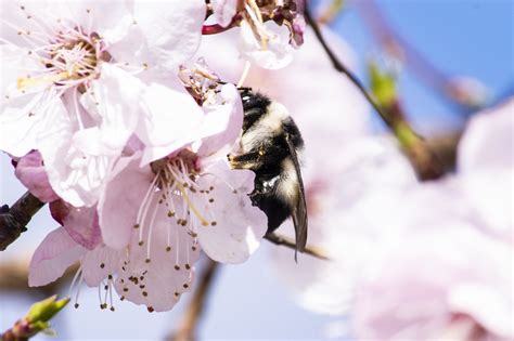 Cereza Flores Primavera Foto Gratis En Pixabay