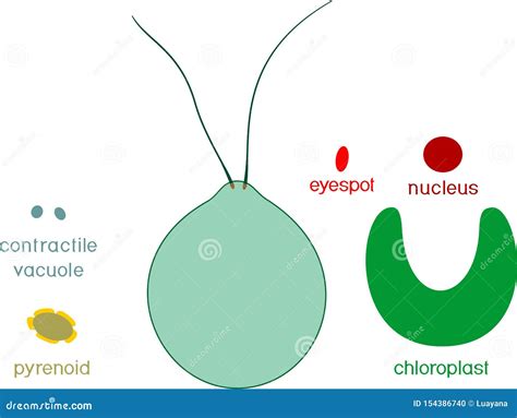 Flagellate Form Of The Parasite Naegleria Fowleri Stock Illustration