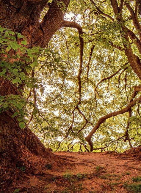 Stephen K Chipman Shrine Of Remembrance