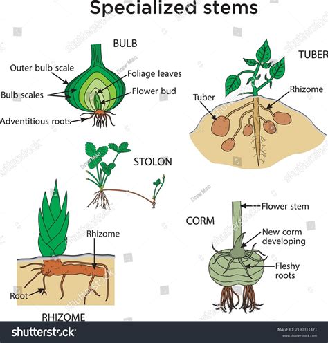 Isolation Of Embryonic Stem Cells Images Browse Stock Photos