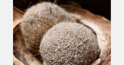 Model Calculates Mixtures With Peat Alternatives