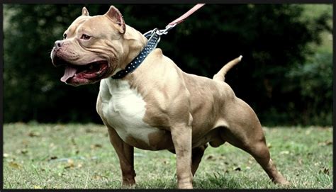 맹견 핏불테리어 주인 실형핏불테리어 실제 성격 일반 종교신문 1위 크리스천투데이