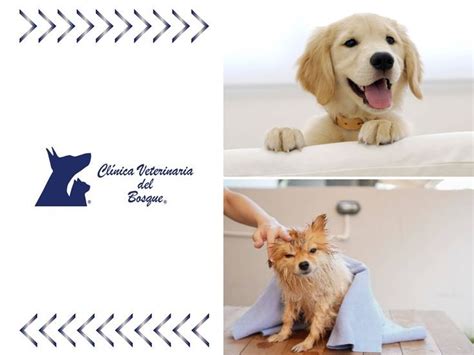 LA MEJOR CLÍNICA VETERINARIA DE MÉXICO La frecuencia con la que debes bañar a tu perro depende