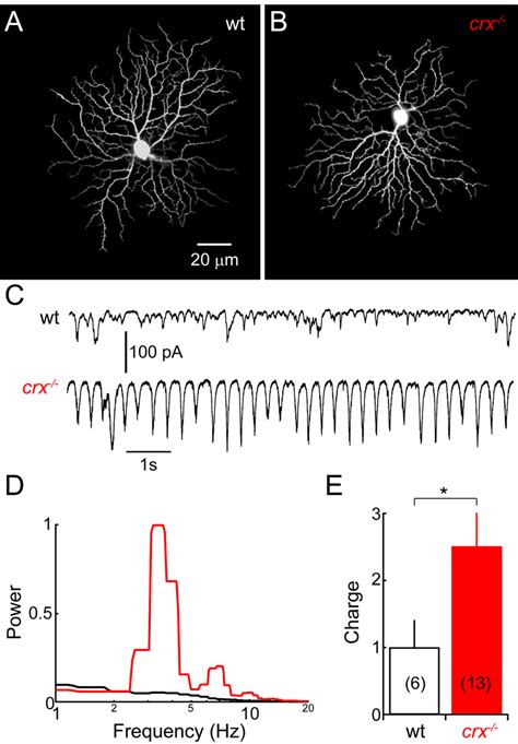 Rgcs In Crx− − Mice Receive Increased Spontaneous Synaptic Input From