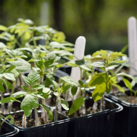 Как да засадим разсад домати на закрито и да си имаме домати вкъщи За Жената