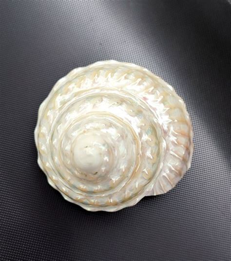 Seashell Sea Snail Shell Astraea Undosa 11×11×11 Cm 1 Catawiki