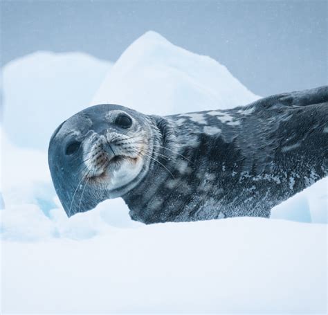 Antarctic Seal Adaptations