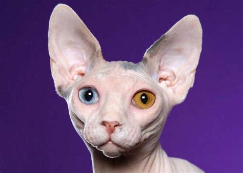 Exposi O Traz Ra As Raras De Gatos A Goi Nia Folha Z