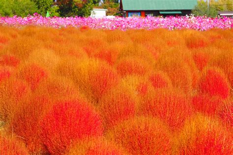 By Nonchan Id Photohito
