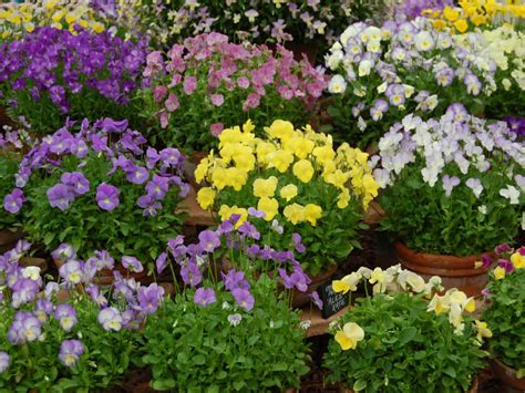 How to Grow and Care for Violas - World of Flowering Plants