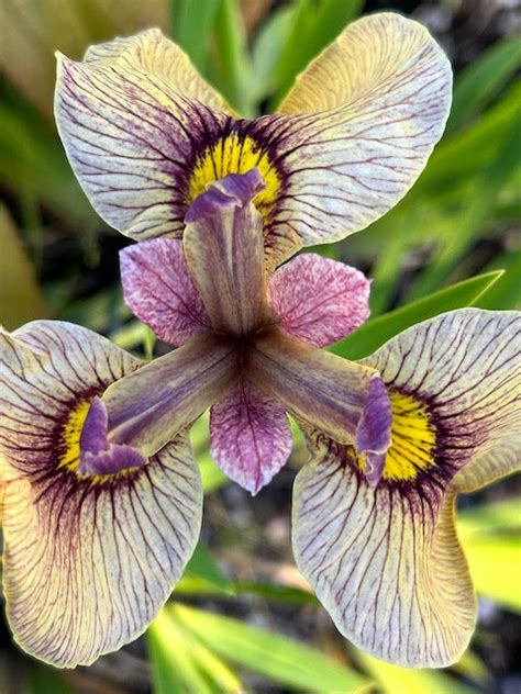 Iris Pseudata Yari Night Thunder Keeping It Green Nursery