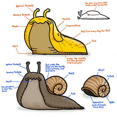 Slug And Snail Anatomy Hot Sex Picture Slug And Snail Anatomy Hot Sex Picture