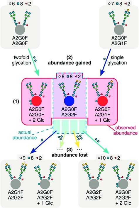 Contribution Of Different Proteoforms To The Observed Abundance 1 Of Download Scientific