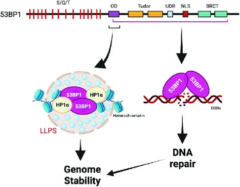 53bp1 Domains That Are Required For Genome Stability Through