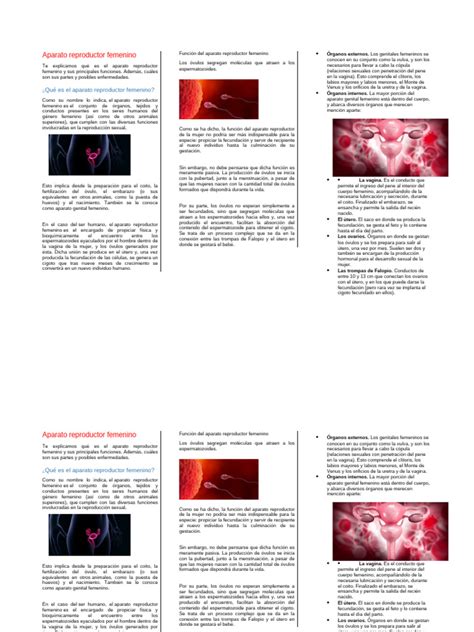 Aparato Reproductor Femenino Triptico Pdf
