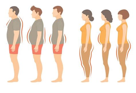 Medium Body Type