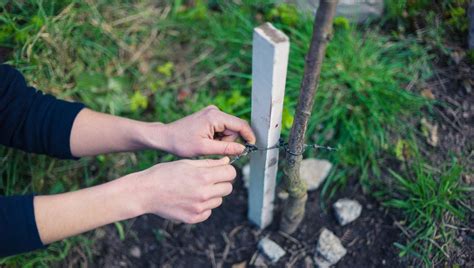 How To Correctly Stake A Tree Tree Service York Pa
