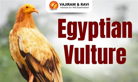 Egyptian Vulture Habitat Distribution Threats Conservation Status