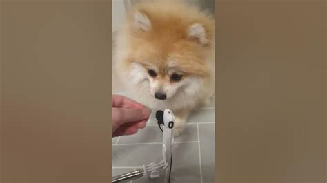 강아지 사과 Asmr 사각사각 맛있게먹어요 Youtube