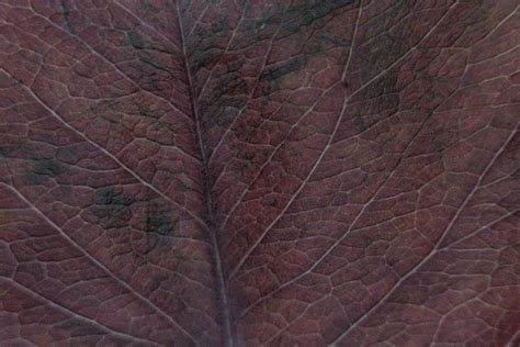 A Hermits Melody Isaac Evenson