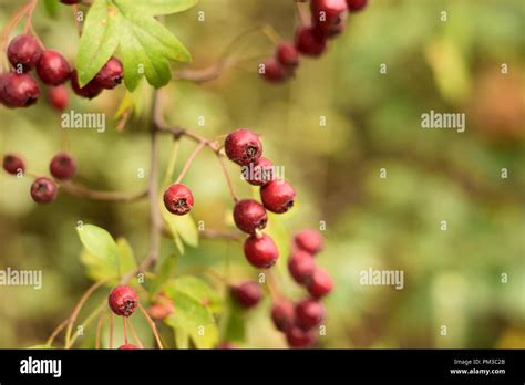 Rowan On A Tree Stock Photo Alamy