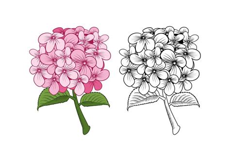 Hydrangea Outline Vector Art Icons And Graphics For Free Download