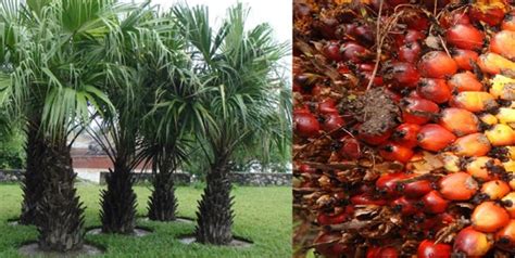 Cọ Dầu Đặc điểm Tác Dụng Và Bài Thuốc Trị Bệnh