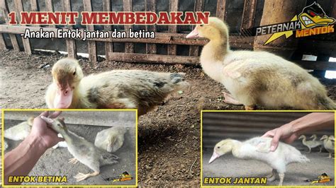 Cara Membedakan Entok Jantan Dan Betina Umur Bulan Youtube