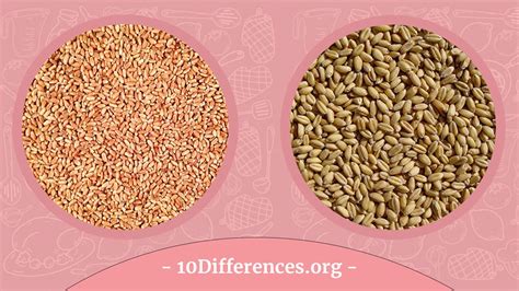 Difference Between Hard And Soft Wheat Berries