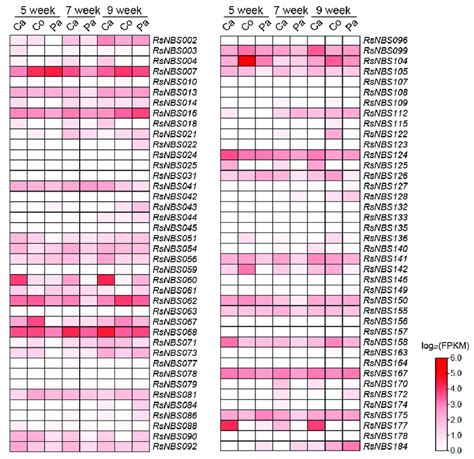 Transcriptome Based Expression Profiling Of RsNBS LRR Genes From