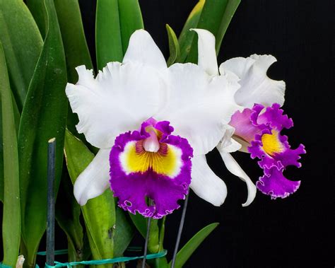 2022 80 Rlc Suzannes Hallelujah Elevate Honolulu Orchid Society