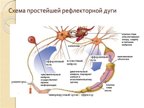 Рефлекторная деятельность ЦНС презентация онлайн