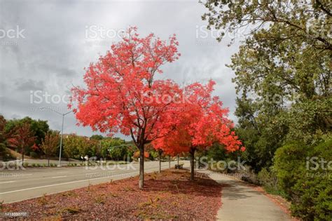 Japanese Maples In Bright Red Fall Foliage San Ramon California Stock