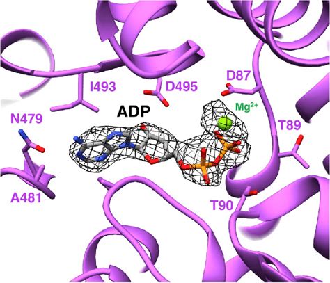 Density In The Nucleotide Binding Pocket Mesh In A Wide Conformation