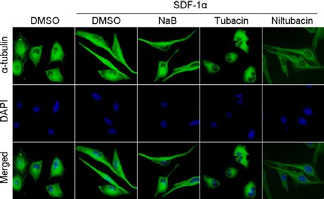 Hdac6 Does Not Affect The Cell Proliferation And Cell Cycle
