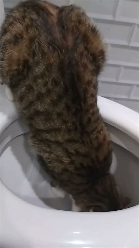 Запах какшки Youtube